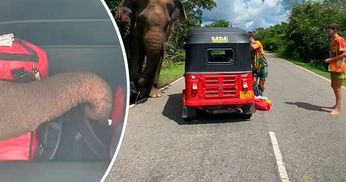 Gigantische olifant dringt plots tuktuk binnen van drie Brabantse ...