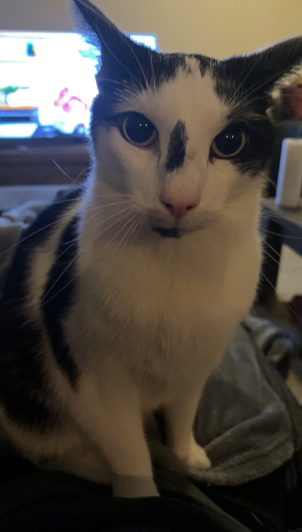 Heb jij Vlekkie gezien? Dit huisdier wordt in Maasdriel vermist ...