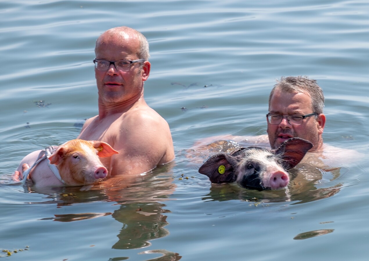 50.000 toeristen per jaar zwemmen met varkentjes op de Bahama’s ...