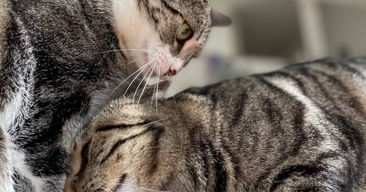 Wat als je partner wraak neemt via je huisdier: ‘Ik liet me nog liever ...