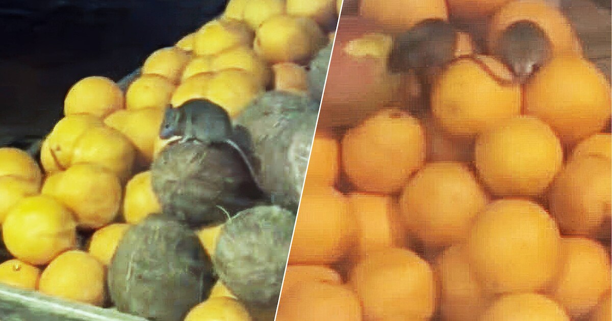 Muizen en ratten teisteren treinstations: ‘Ze lopen zo over je voeten ...