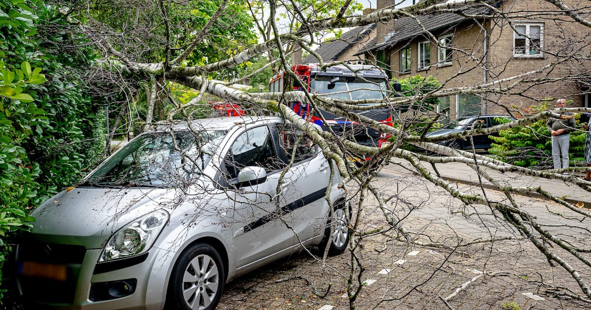 Boom valt op geparkeerde auto in Oosterhout | Brabant | BD.nl