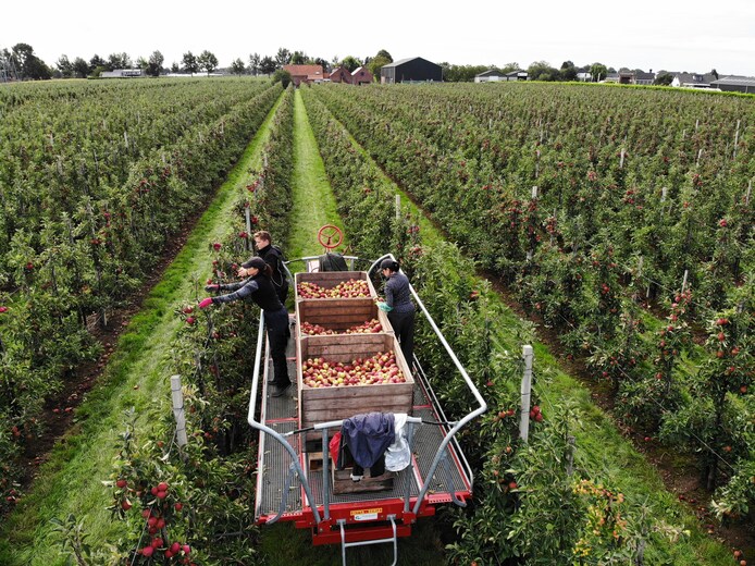 Appel- en perenoogst dit jaar flink hoger, maar zorgen blijven over ...
