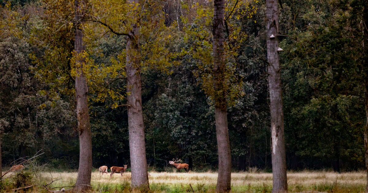 Een pot met 2,5 miljoen euro voor Het Groene Woud. Goede ideeën? Komt u ...