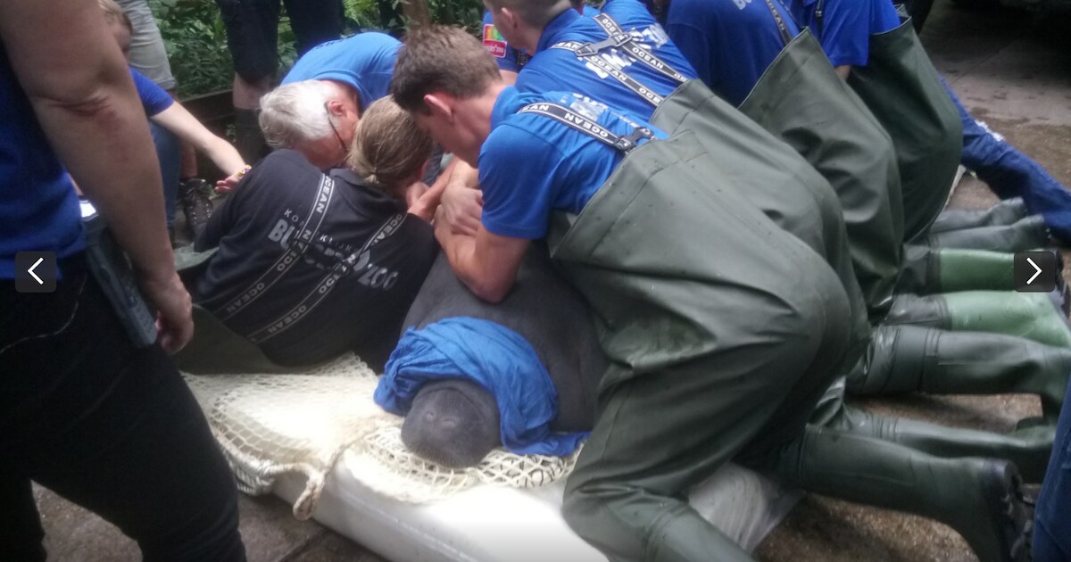 Hoe verhuis je een zeekoe? Nou, zo! | Binnenland | bd.nl