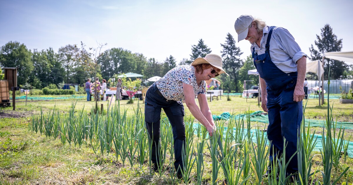 Udense Pluktuin wint nog steeds aan populariteit. ‘Groenten uit eigen ...
