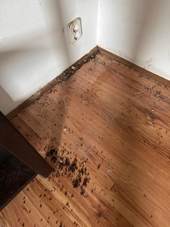 ‘Zijn bed stond in de muizenkeutels’; familie haalt stiefzoon weg bij ...