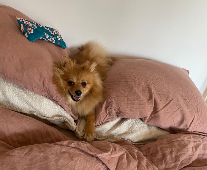 Robin en Anouk zijn kapot van verdriet: Hond Keesje dood nadat fatbike tegen dier knalt | Den ...