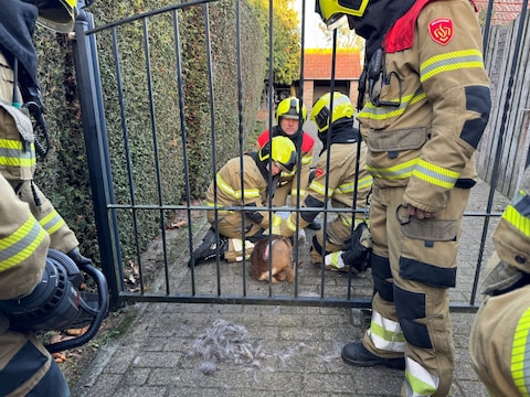 Ree komt vast te zitten in ijzeren poort in Keldonk, brandweer schiet ...