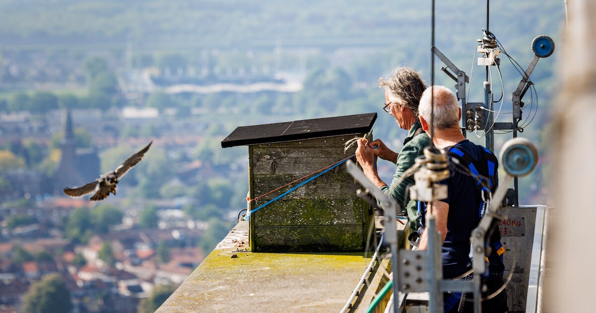 Jonge slechtvalken op Westpoint krijgen ring om hun poot, al zijn pa en ...
