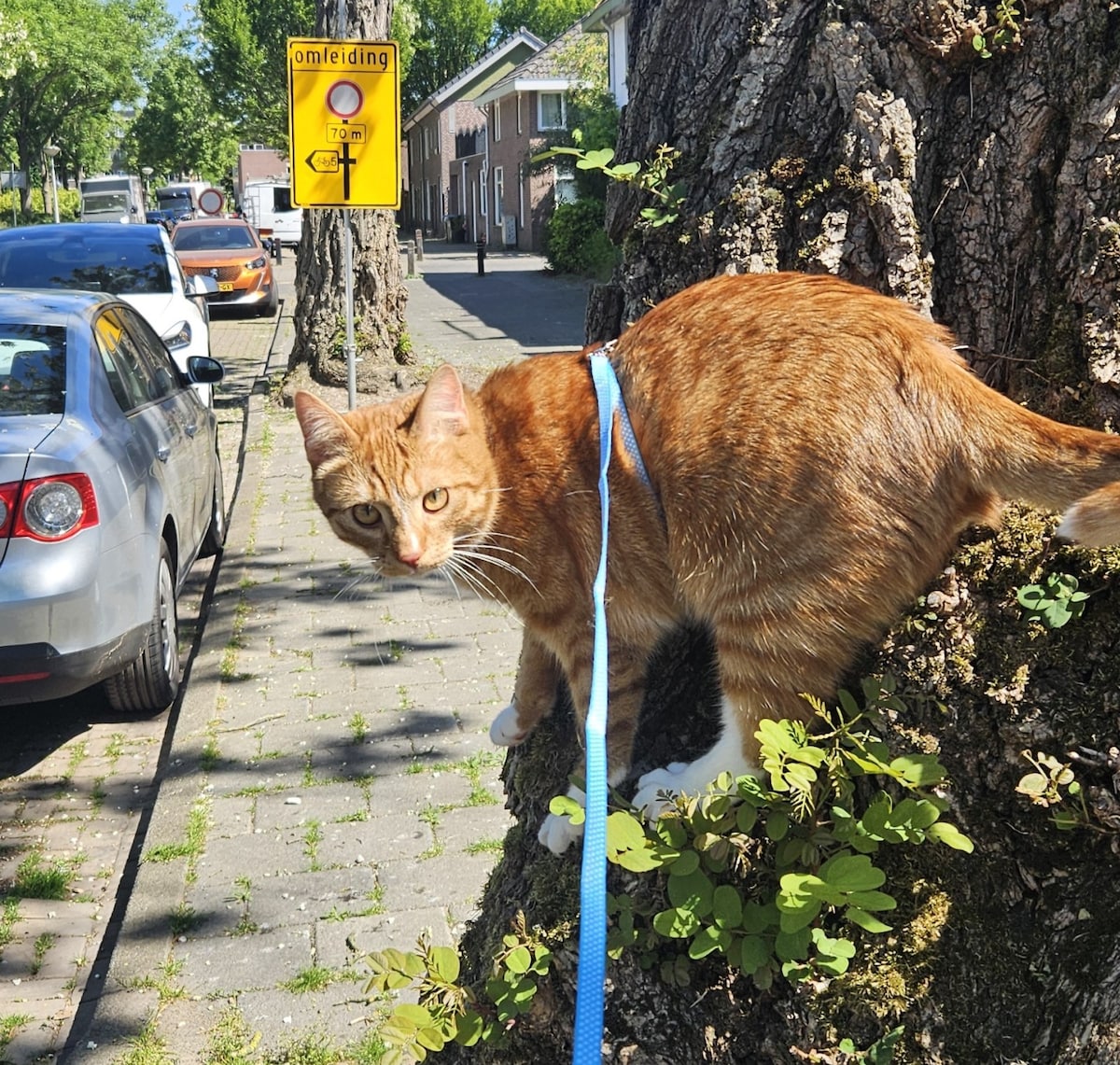 Heb jij Diva, Rohan of Chanel gezien? Deze drie huisdieren worden in ...