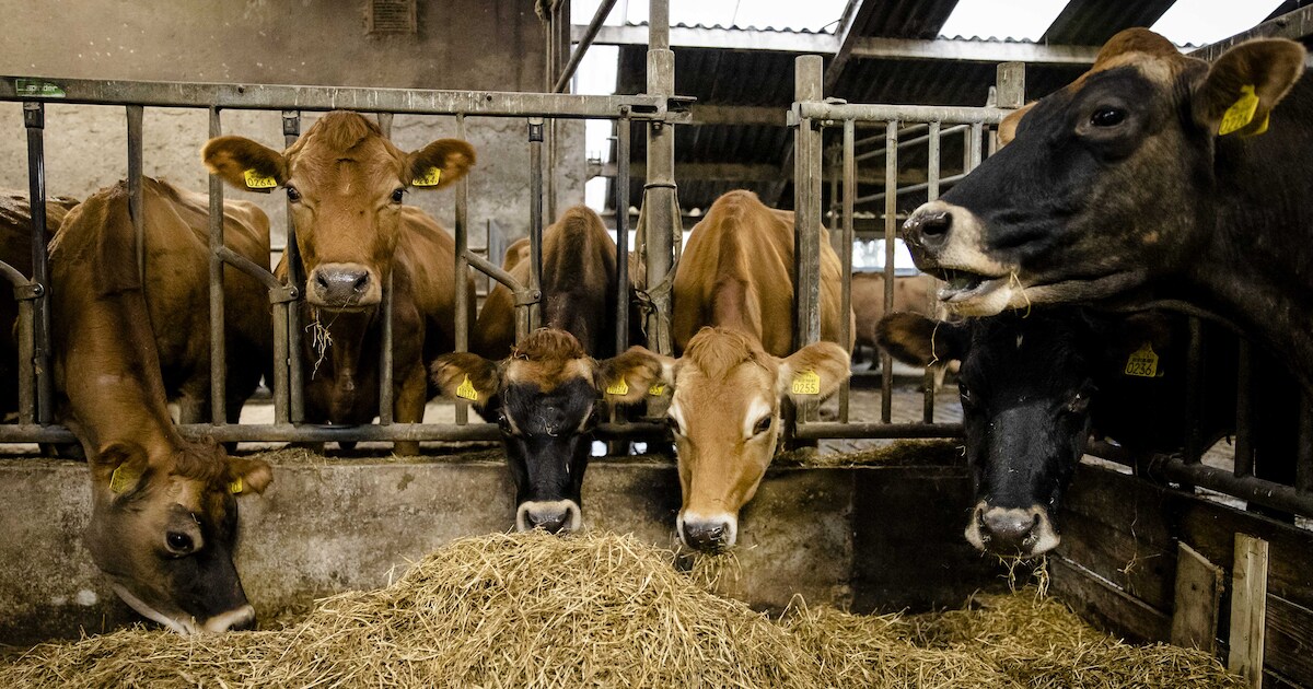 CDA maakt breekpunt van schrappen stallendeadline in Brabant | Brabant ...