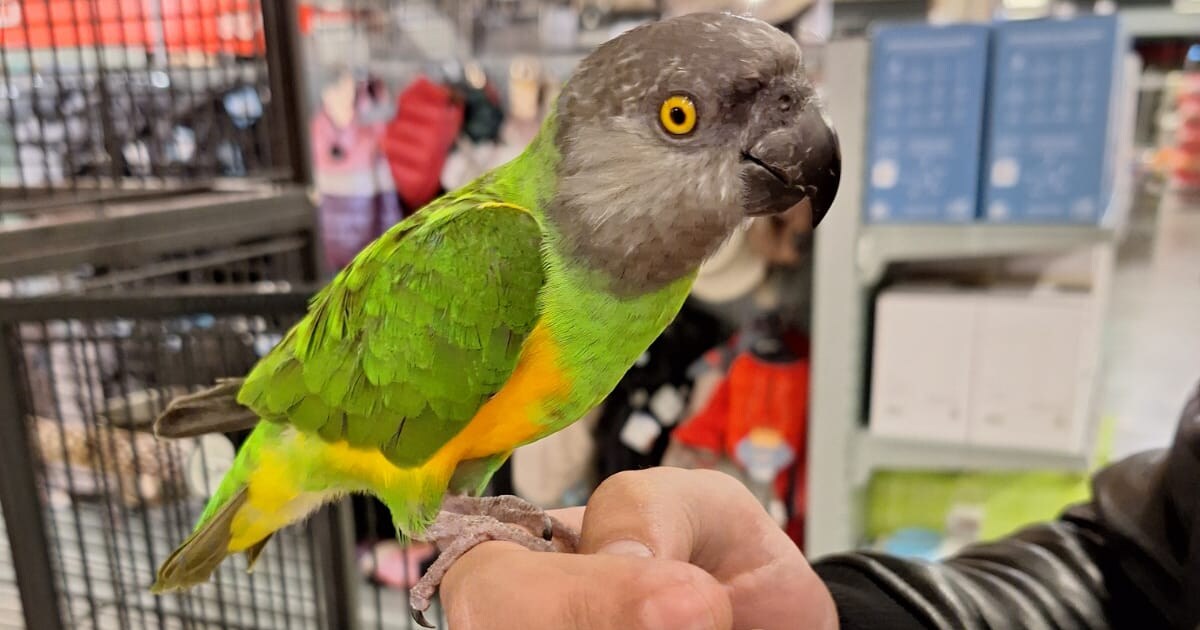 Dierendag krijgt goede afloop: gestolen papegaai Queen teruggebracht ...