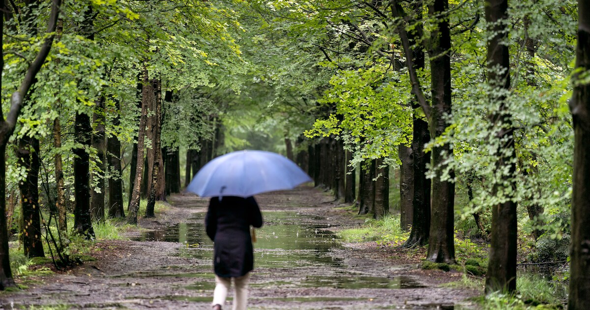 Ondanks protesten gaat deel van eiken op Landgoed Sparrenrijk tóch ...
