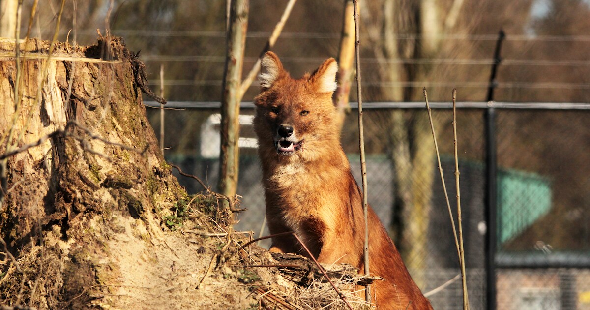 25 keer groter: enige rode honden in Nederland hebben nieuw verblijf in ...