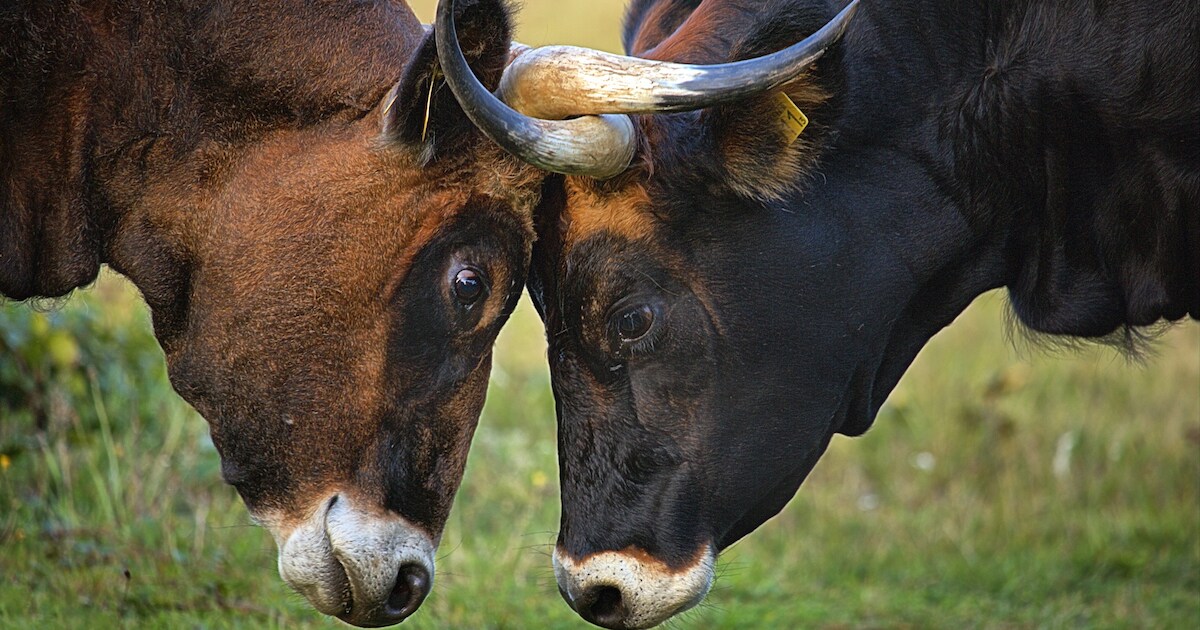 Tauros trekt twee jaar rust aan flarden in Maashorst | Uden, Veghel e.o ...