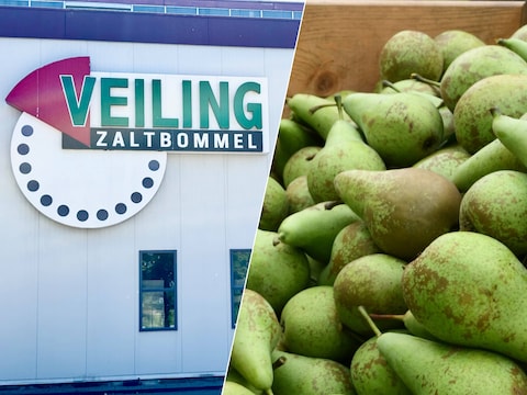 Ruzie over 750.000 kilo peren eindigt bij de rechter: holle vruchten ...