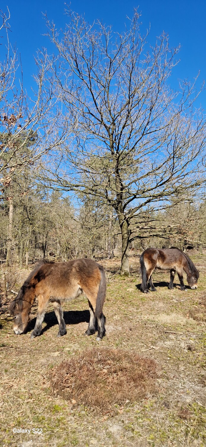 Mooi Maashorst: stuur jouw foto in en bekijk die van anderen ...