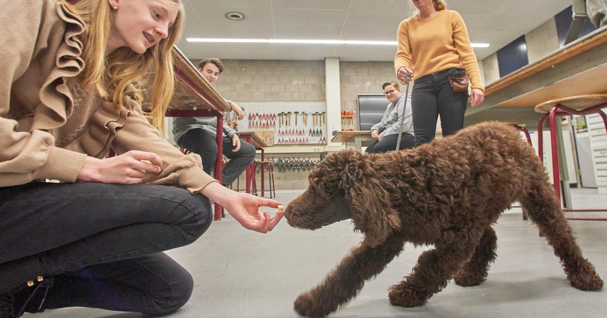 Middelbare school in Oss heeft een schoolhond: ‘Hond heeft positieve ...