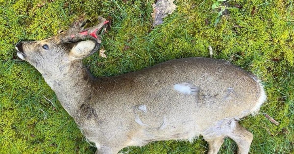 Dode reeën gevonden in de bossen Herperduin, baasjes loslopende honden ...