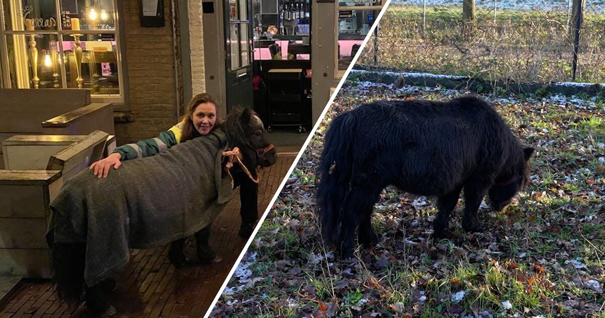 Raadslid niet vervolgd voor stappen met pony Chrisje in Den Bosch | Den ...