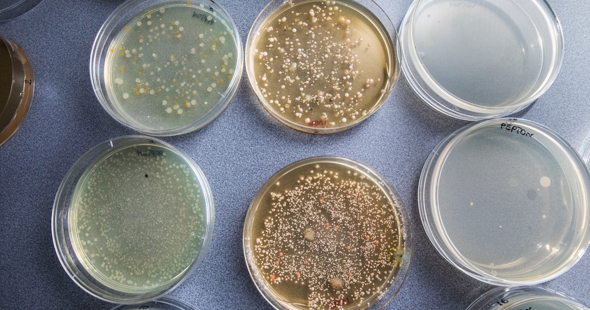 Wetenschappers willen met hulp van burgers schimmel in kaart brengen ...