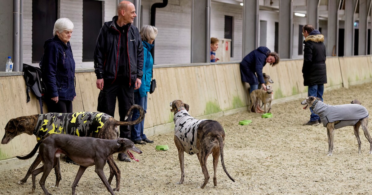 Betty blij, baasjes blij: op deze plek kunnen windhonden zich ...