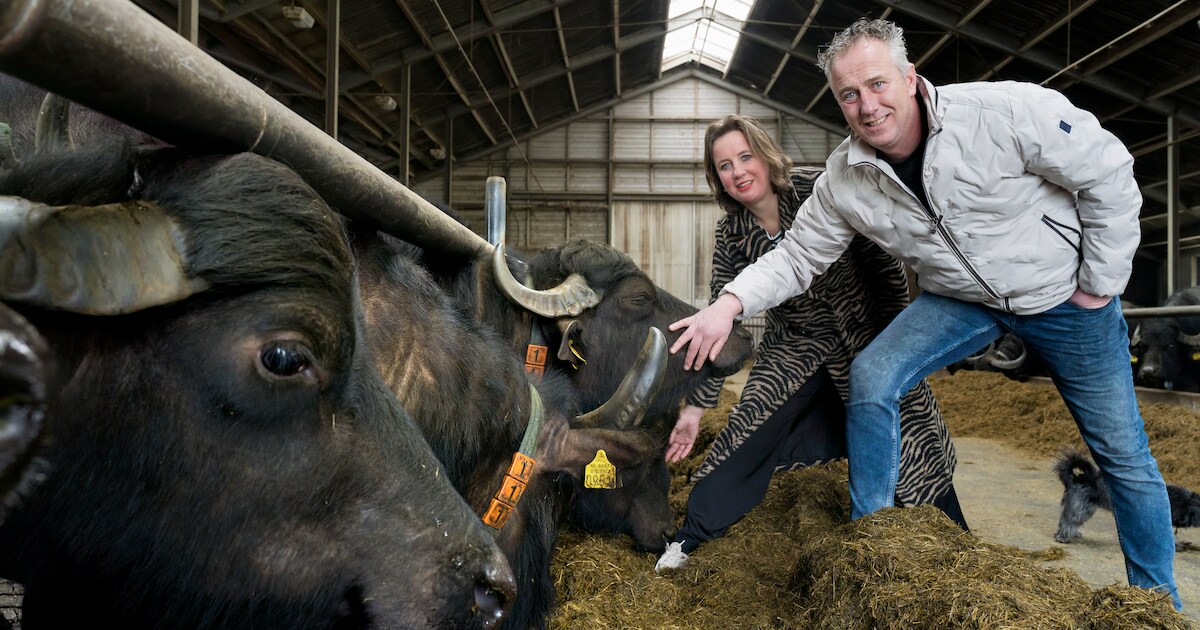 D’n Buff staat er goed op: waterbuffelboerderij genomineerd voor ...