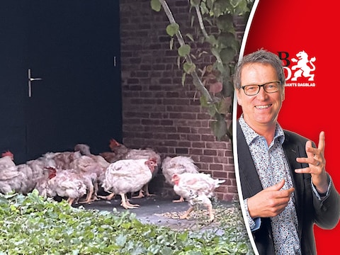Kale kippen voor het bruidspaar, en wat volgt er bij de volgende foute ...