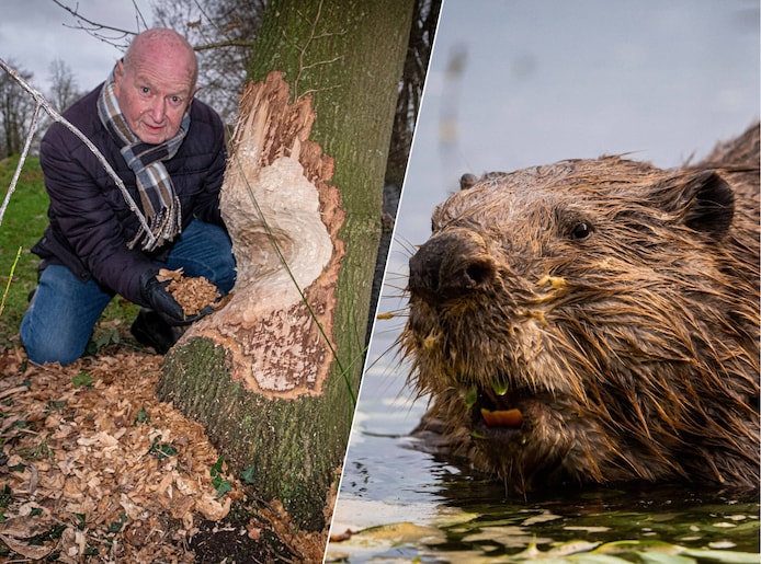 DDR, Biesbosch, Mill: de comeback van de bever raakt nu ook het ...