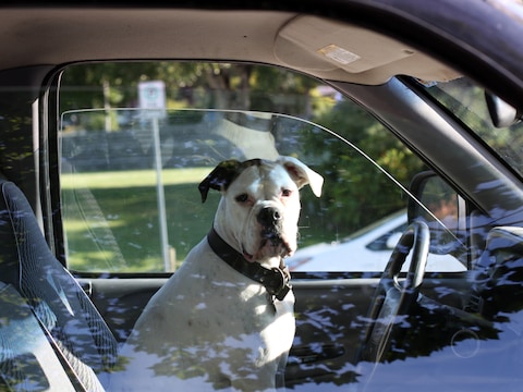Hond schiet vrouw neer bij tankstation in Nebraska | Nieuws | BD.nl