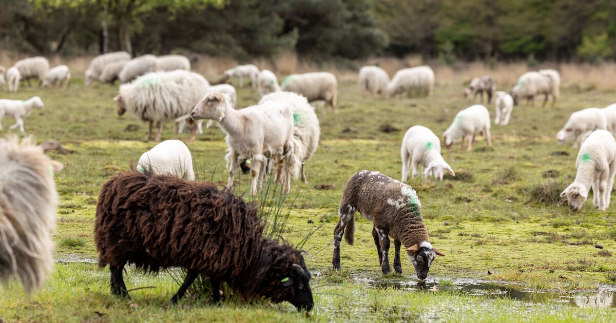 NVWA: blauwtong nu ook vastgesteld in Tilburg | Tilburg | bd.nl