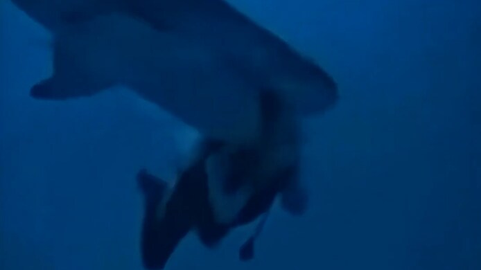 Haai op Malediven heeft wel trek in het hoofd van een argeloze duiker ...