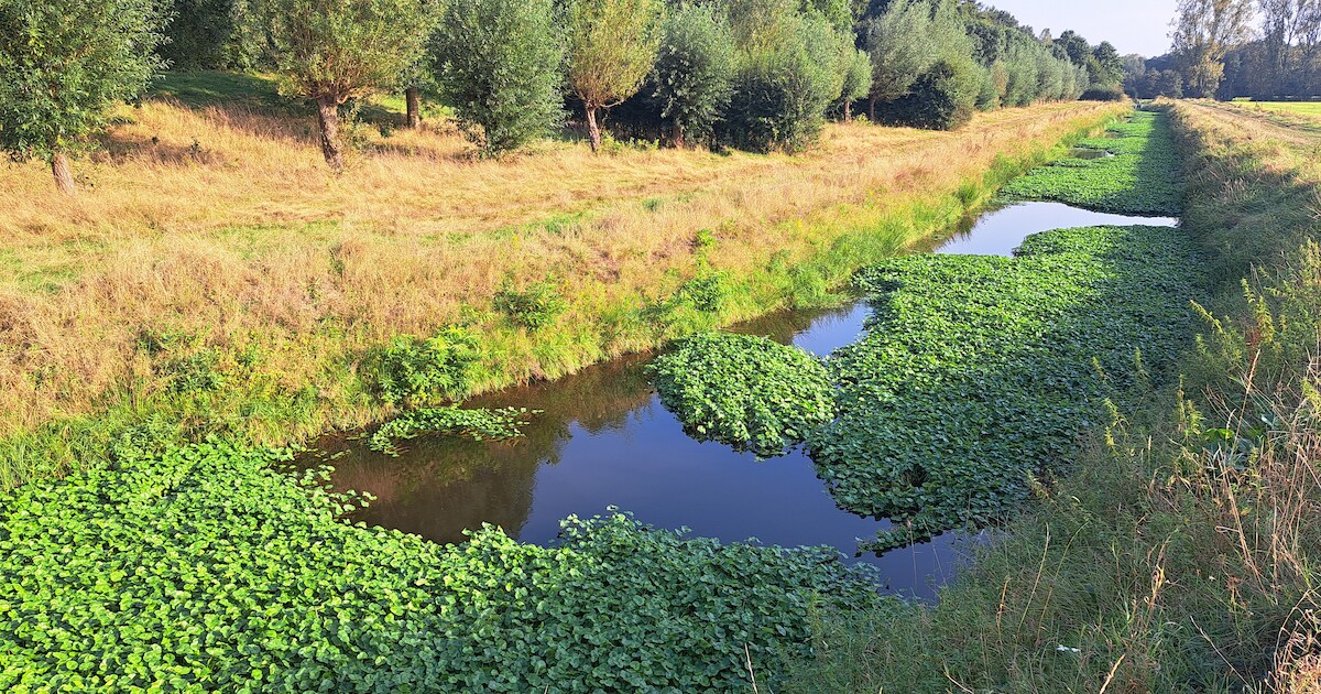 Al 700 ton grote waternavel verwijderd, maar waterschap verwacht nog ...