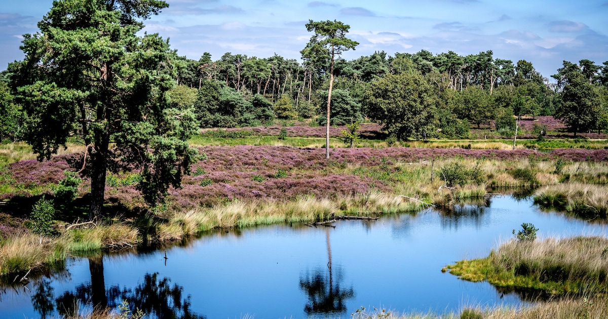 Natuurwandeling door Hatertse Vennen bij Nijmegen | Oss | BD.nl