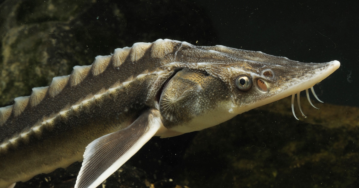 Prehistorische steur gaat met langwerkende zender de Waal in, vis ...