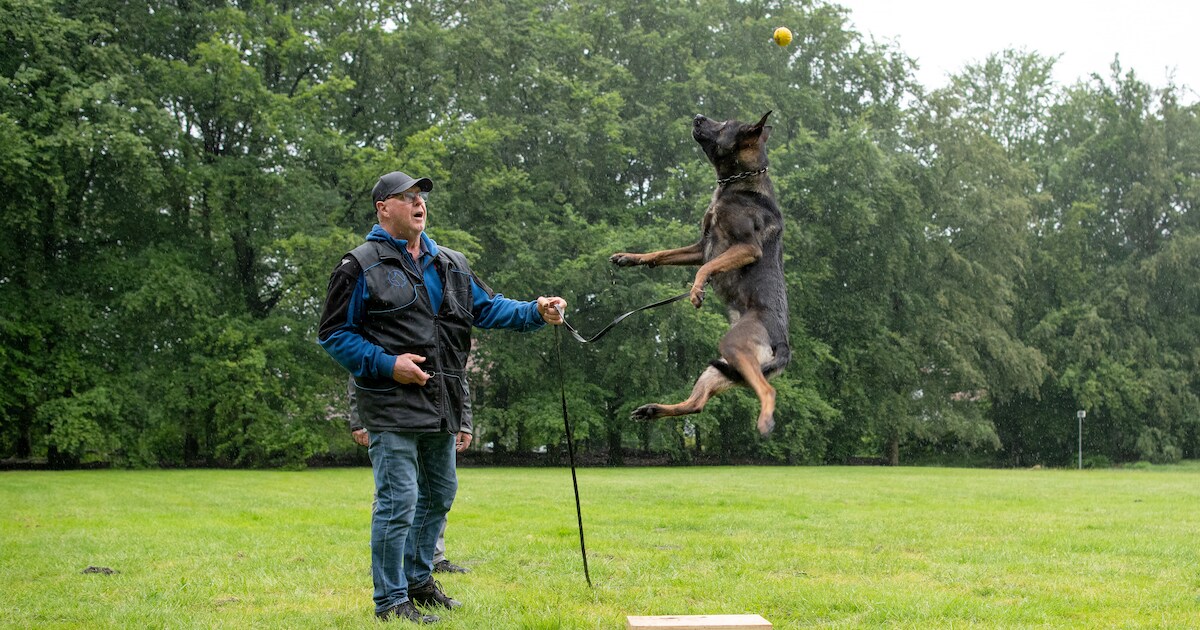 Viervoeters en hun baasjes vieren honderd jaar Hondensport Waalwijk ...