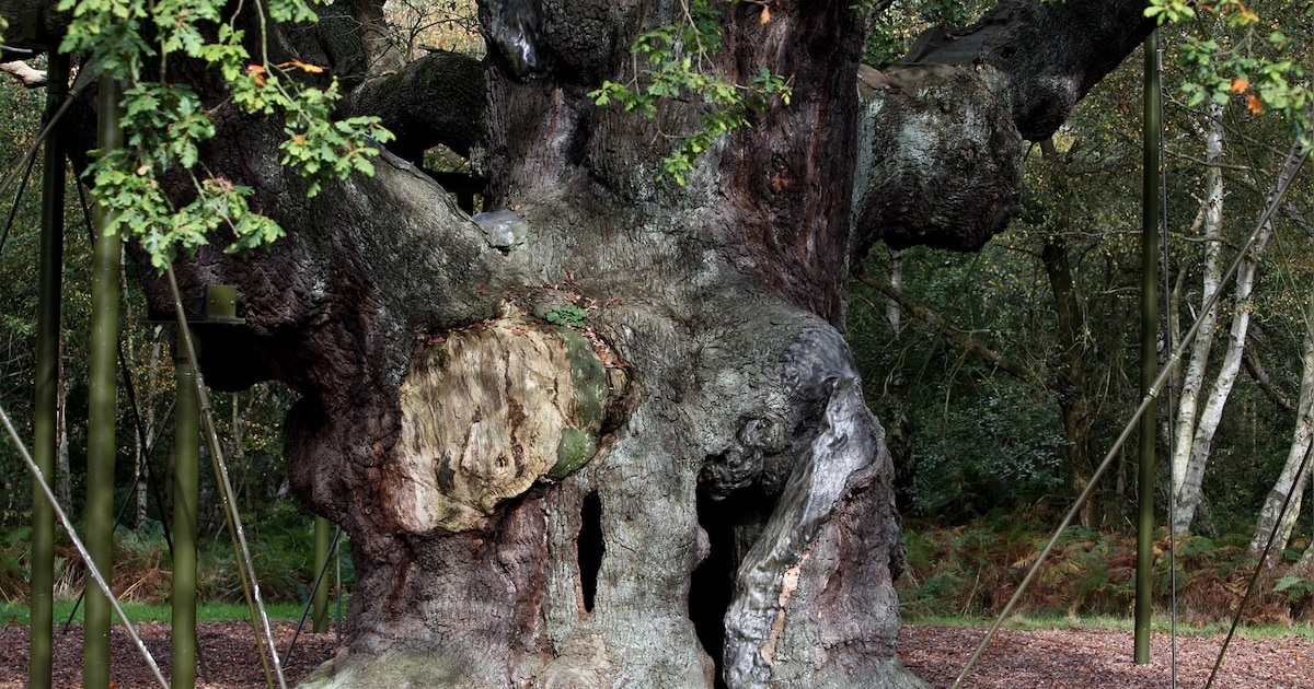 1200 jaar oude ‘Robin Hood-boom’ in Engels Sherwood Forest bezweken ...