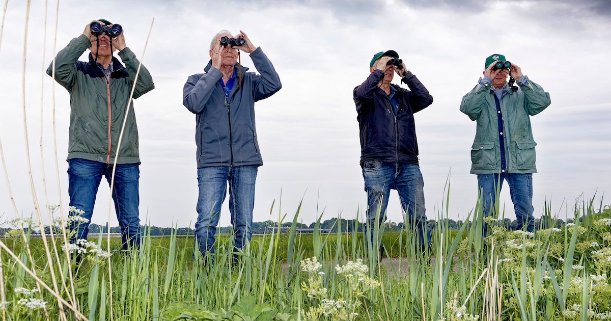 Weidevogelbeschermers in actie: met verrekijkers en bamboestokken waken ...