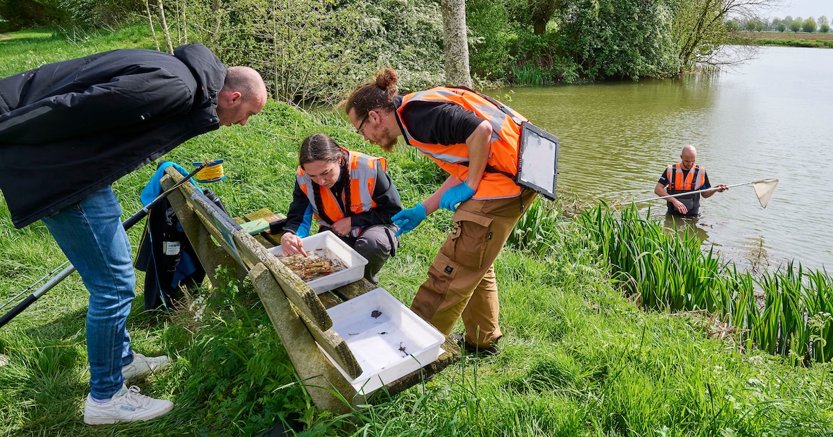 Vlokreeft, zoetwatergarnaal en platworm: wat beestjes kunnen vertellen ...