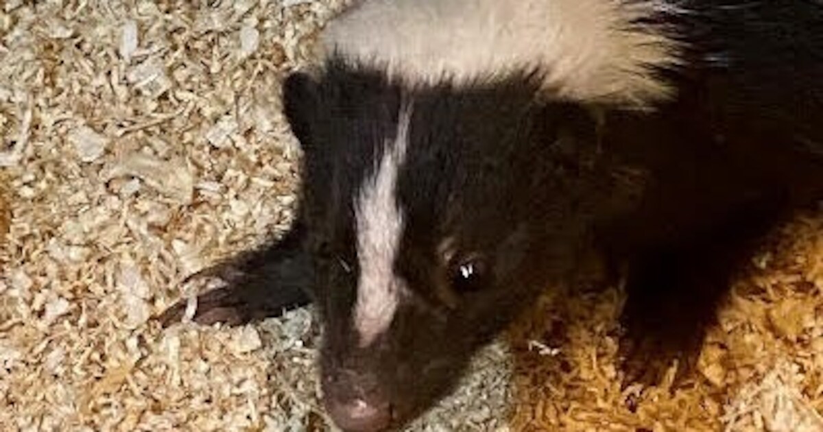 Bijzondere vondst in Tilburg: stinkdier voelt zich thuis in ...