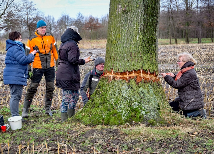 Alsnog aangifte tegen het vernielen van een oude eik in Hilvarenbeek: ‘Een signaal afgeven ...