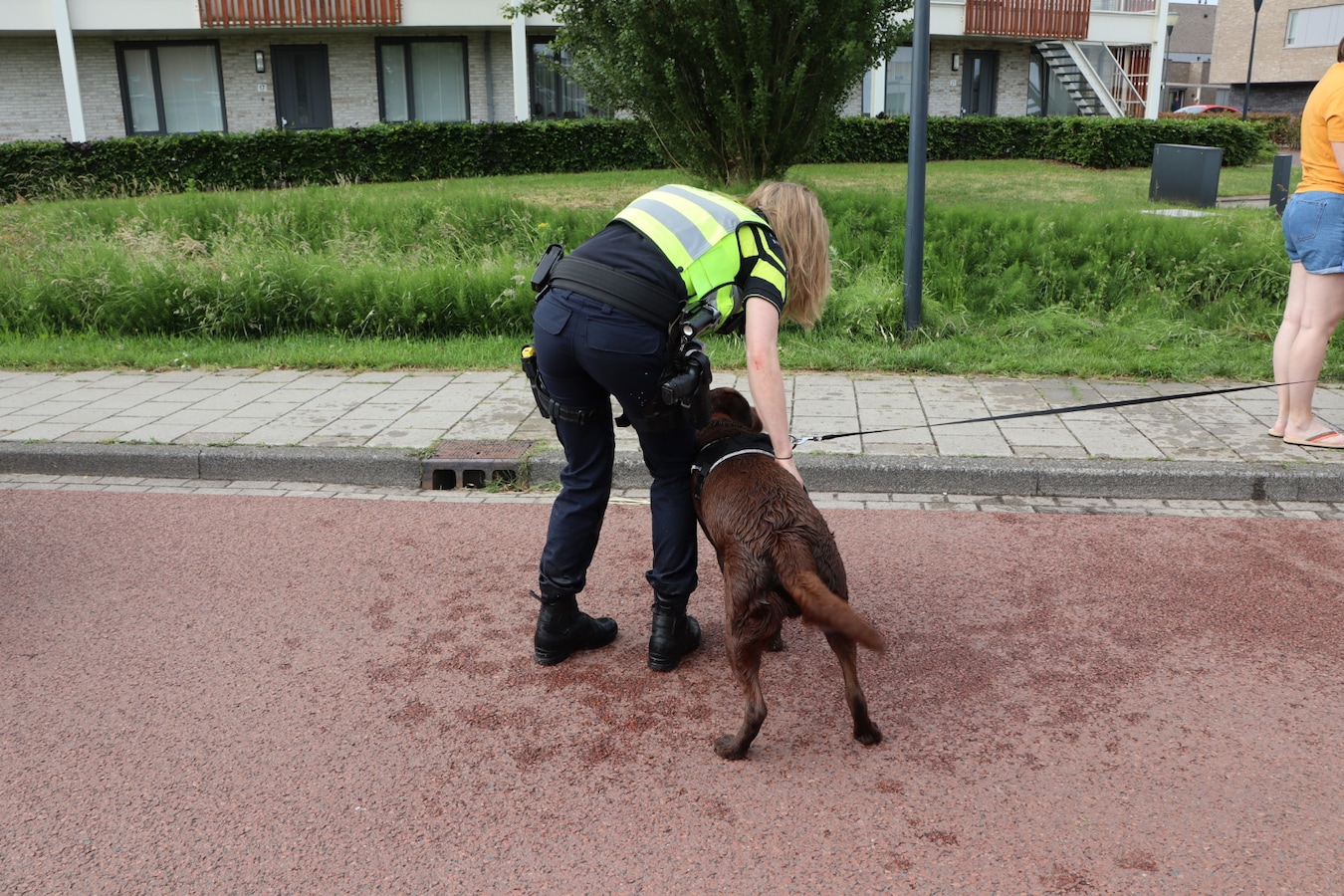 Hond belandt in sloot in Sprang-Capelle, politie en brandweer schieten ...