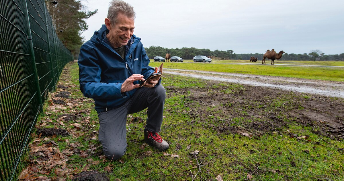 Molshopen tellen tussen de kamelen in het safaripark: ‘Mollen zijn veel ...