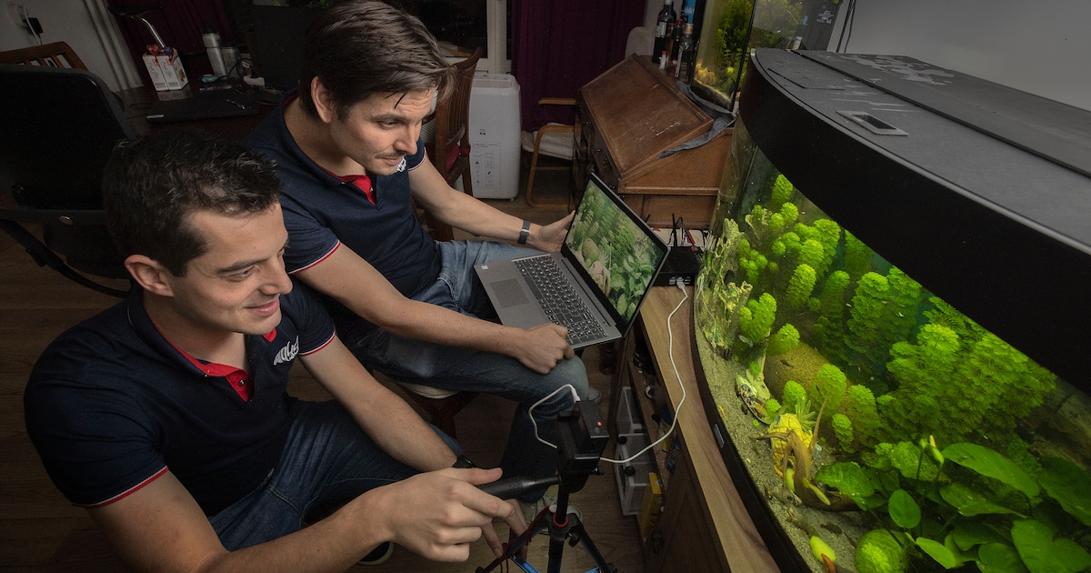 Datende guppy's uit Eindhoven trekken wereldwijd bekijks | Eindhoven ...