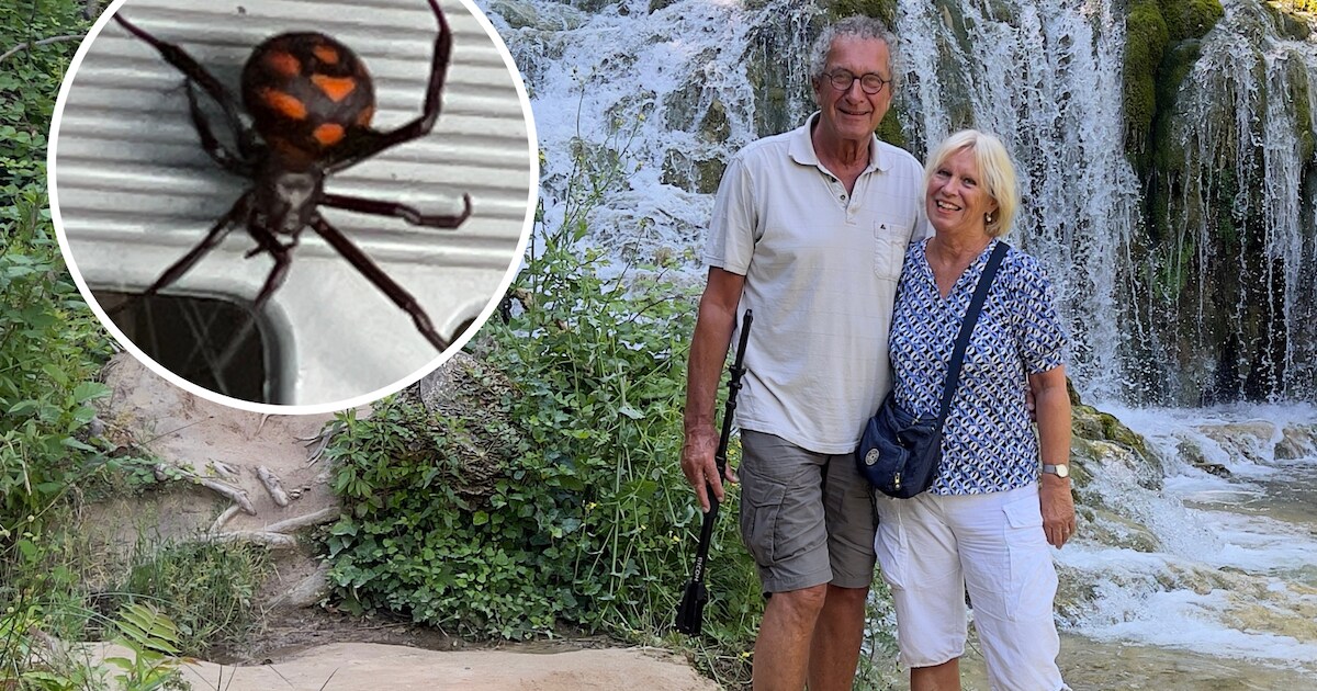 Spinnenprimeur in de caravan van Leon: ‘Toen ik wist om welke soort het ...