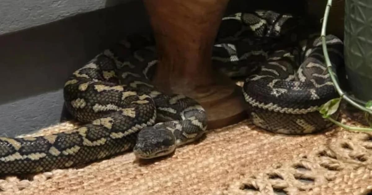 Vrouw in Australië schrikt wakker van enorme python op haar borst ...
