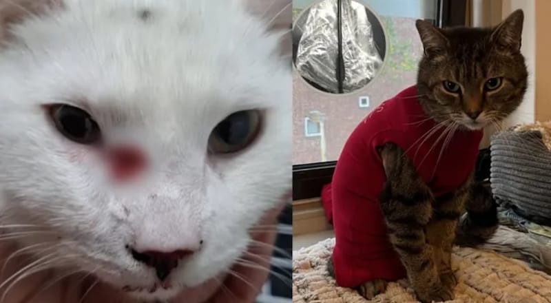 Opnieuw katten beschoten in Eindhoven: een dier overleden, meerdere ...