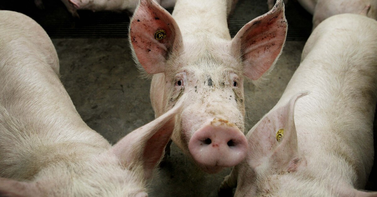 Boeren Niels en Sander werden voor 2,5 miljoen uitgekocht, maar willen ...