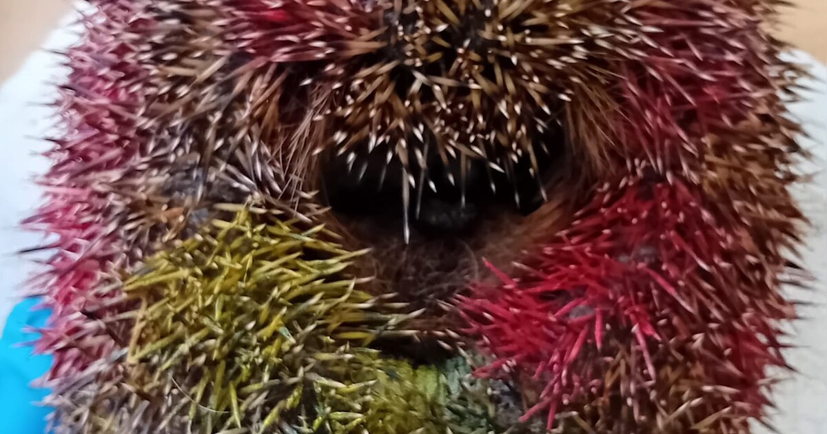 Egel bespoten met graffiti in neonkleuren: ‘Superfrustrerend wat ...